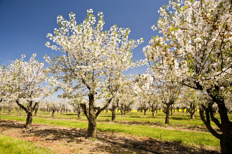 Cherry Trees stock photo. Image of agriculture, field - 34031100