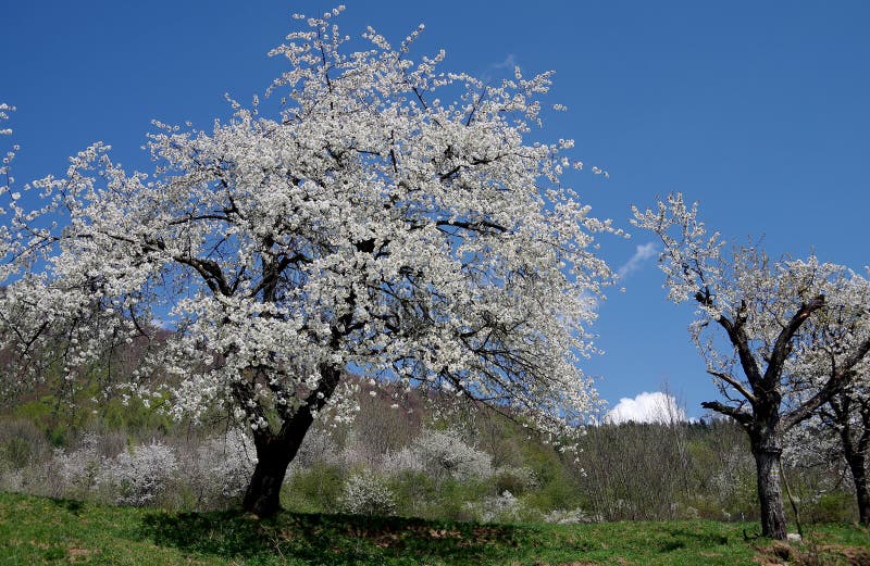 Cherry trees in spring stock image. Image of floral, isolated - 58811549