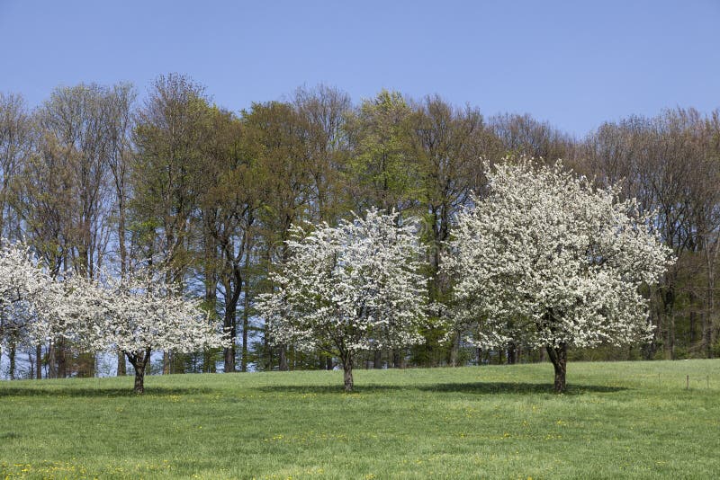 Cherry Trees In Spring, Hagen, Germany Stock Photo - Image of teutoburg ...