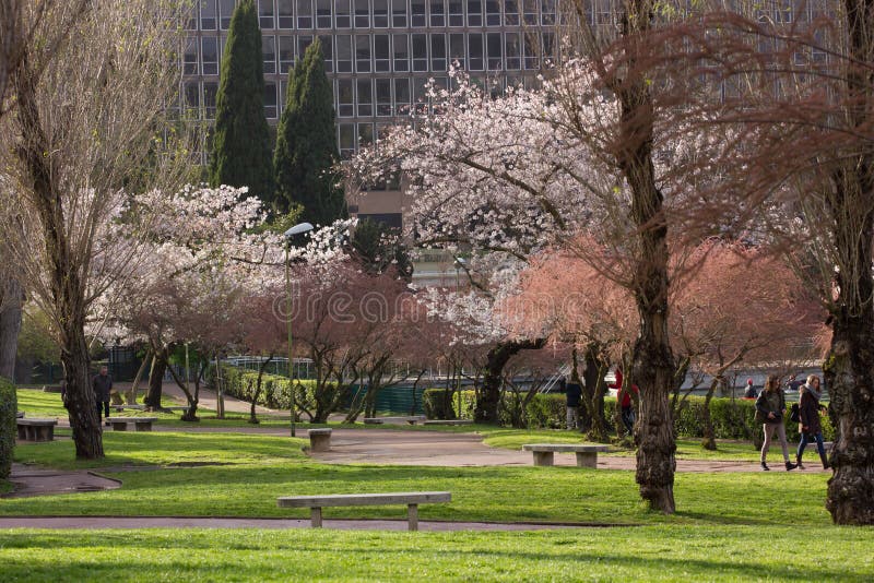 Cherry Trees during Spring Time Editorial Image - Image of park ...