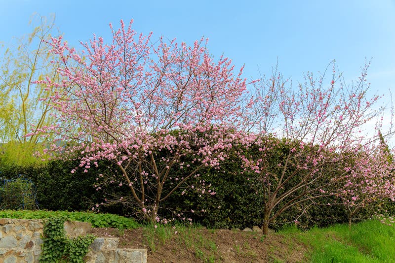 Cherry Trees in a Sunny Spring Stock Photo - Image of outdoors, vibrant ...