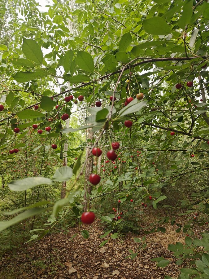 Cherry Trees in Varish, Tehran, Iran Stock Image - Image of tree ...