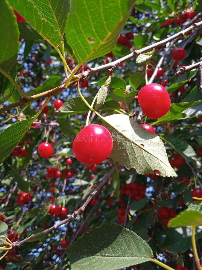 Cherry Trees View from the Bottom To the Top. Stock Photo - Image of ...
