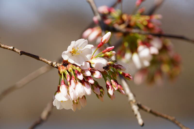 Cherry Twig with White Inflorescence Stock Photo - Image of flower ...