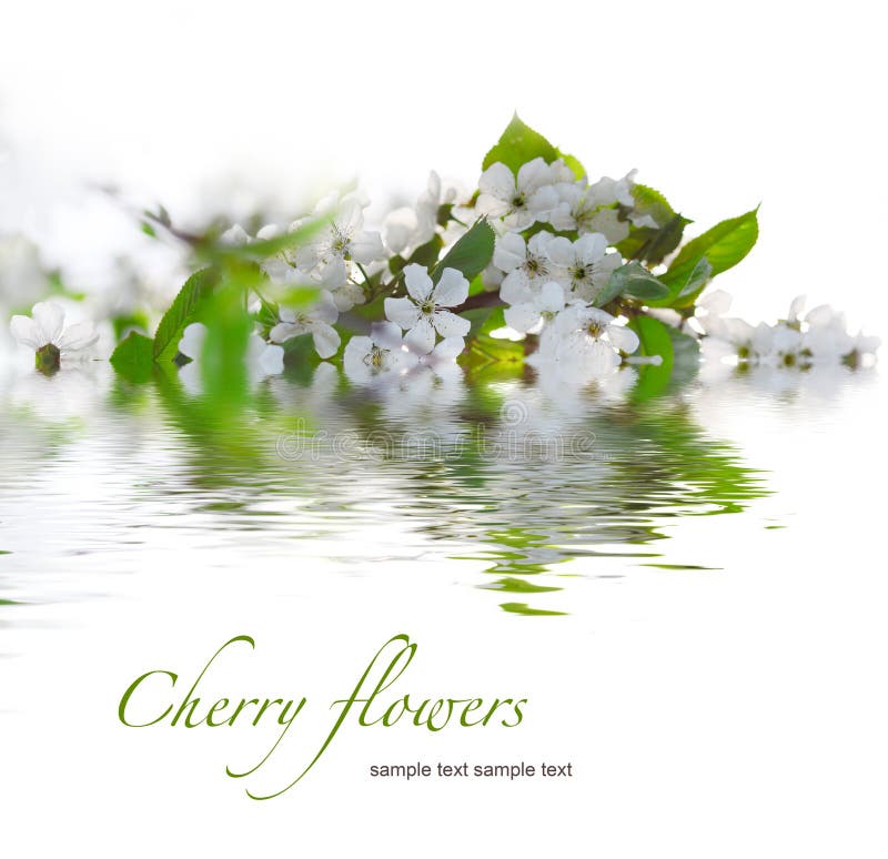 Cherry Twigs, Laden with Red Cherries Stock Image - Image of detail ...