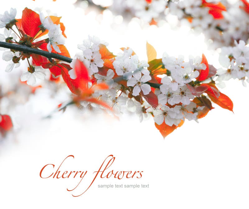 Cherry Twigs, Laden with Red Cherries Stock Image - Image of detail ...
