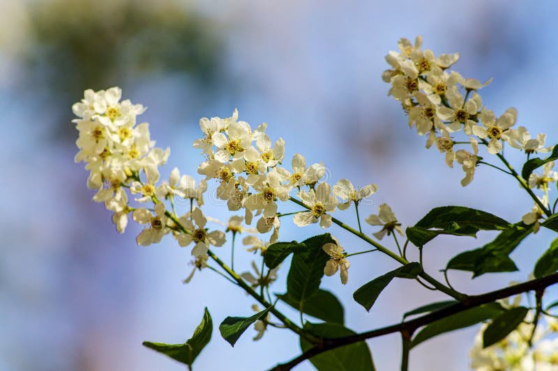 Cherry twigs close up stock image. Image of spring, flower - 107159345