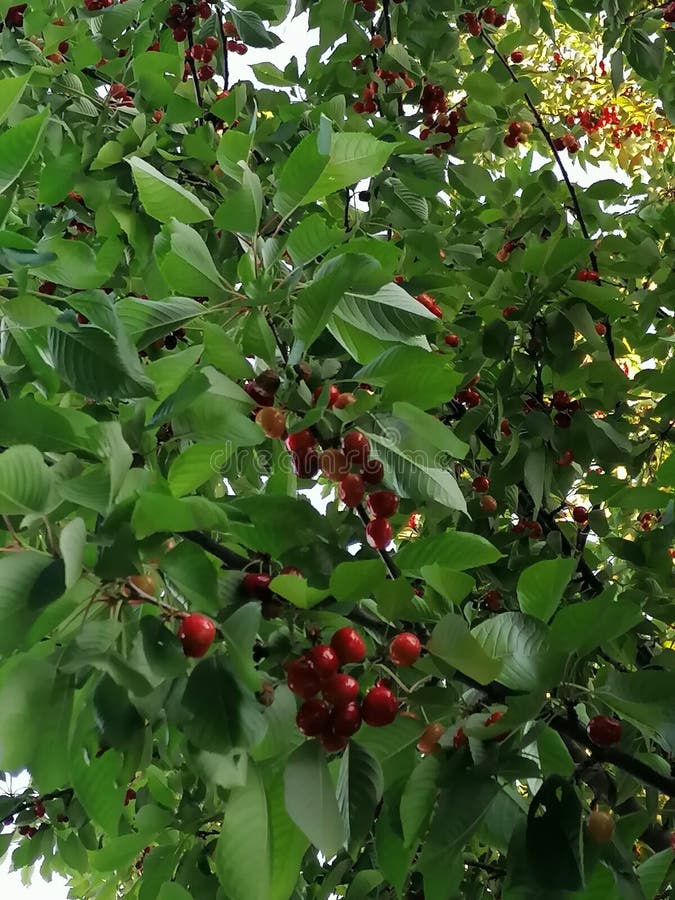Cherry Twigs, Laden with Red Cherries Stock Image - Image of detail ...
