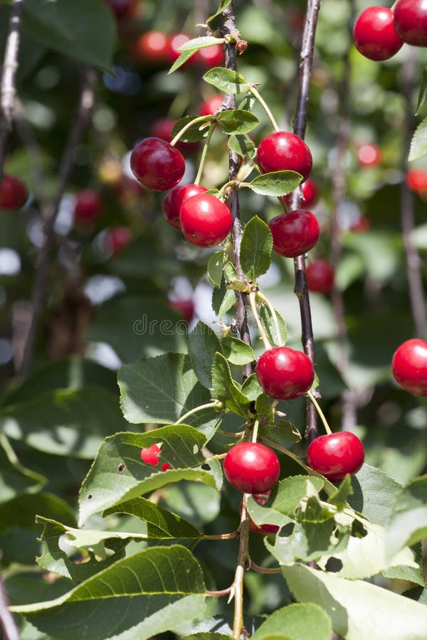 Cherry twigs stock photo. Image of wood, stalk, daylight - 33622306