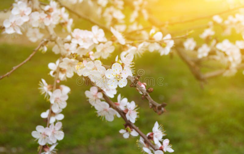 Cherry Twigs with White Flowering Blossom Close-up, Spring Time. Stock ...