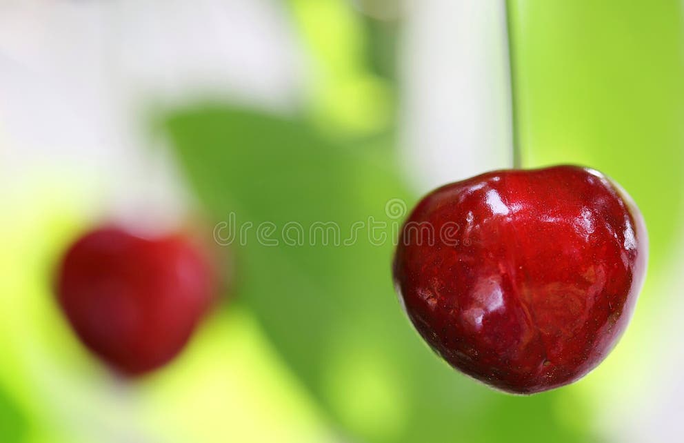 Cherry stock photo. Image of food, foliage, ripe, stalk - 32246096