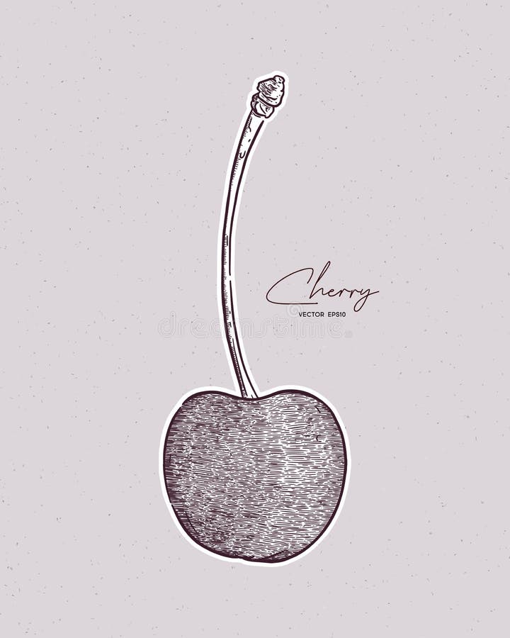 Cherry Vector Drawing Set. Hand Draw Sketch Vector Stock Vector ...