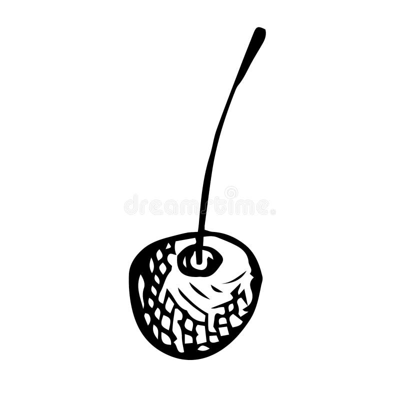 Cherry, Vector Illustration, Hand Drawn Sketch Stock Vector ...