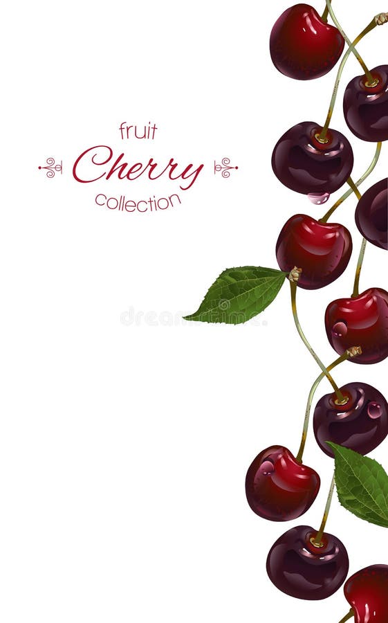 Cherry vertical banner stock vector. Illustration of food - 96178608