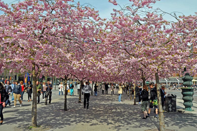 The cherry walk editorial photo. Image of sweden, life - 9173191