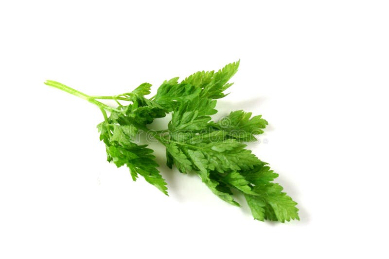 Chervil stock image. Image of green, kitchen, crudit - 12562549