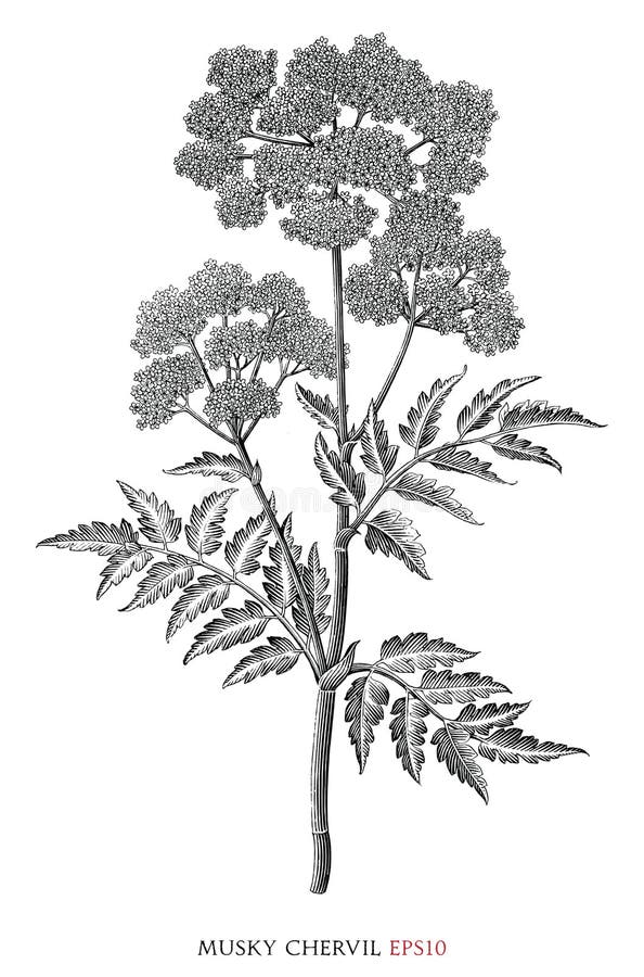 Chervil Botanical Vintage Illustration Black and White Clip Art Stock ...