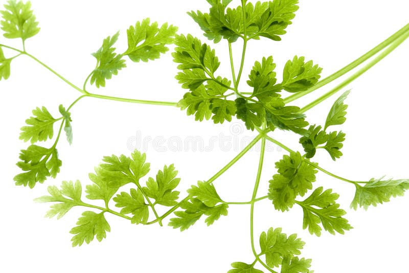 Chervil Leaves Isolated stock image. Image of leaf, ingredient - 6271933