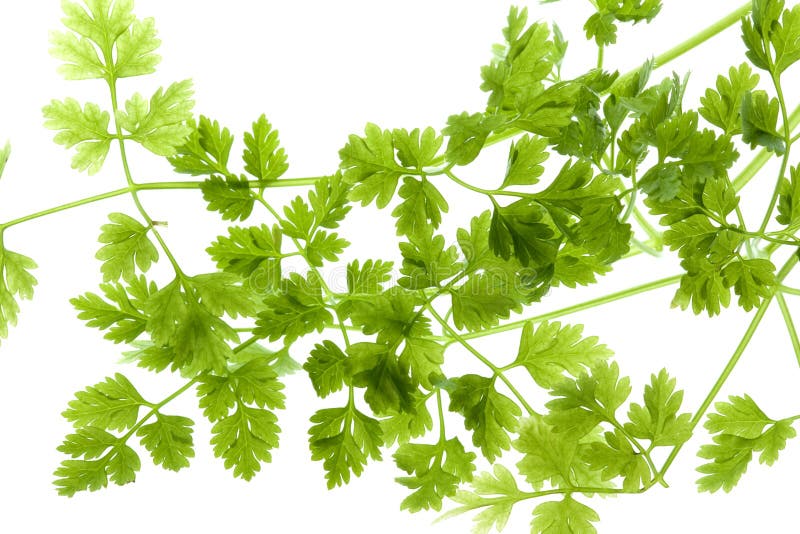Chervil Leaves Isolated stock image. Image of medicine - 6271673