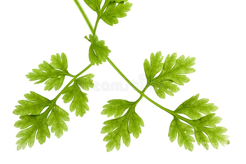 Chervil Leaves Isolated stock photo. Image of remedy, leaves - 6271676