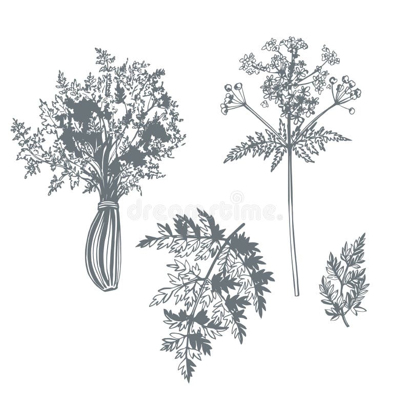 Chervil. Sketch Illustration Stock Vector - Illustration of organic ...
