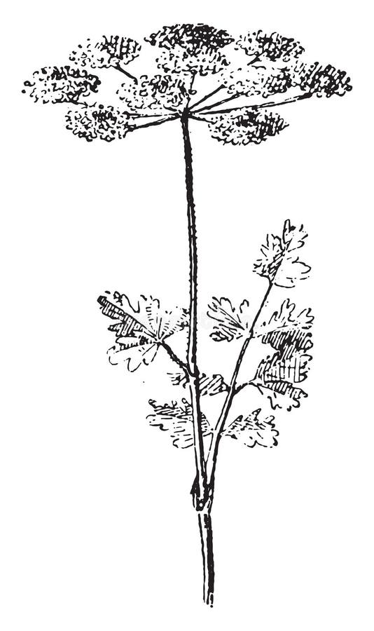 Chervil Stock Illustrations – 178 Chervil Stock Illustrations, Vectors ...