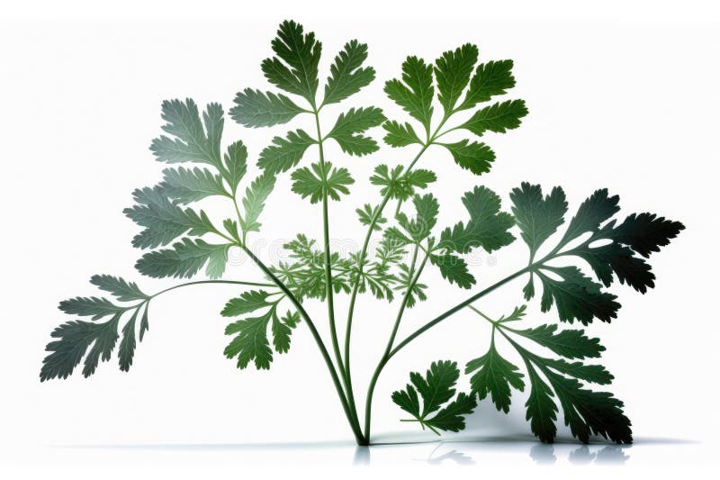 Chervil on a White Background. Generative AI Stock Illustration ...