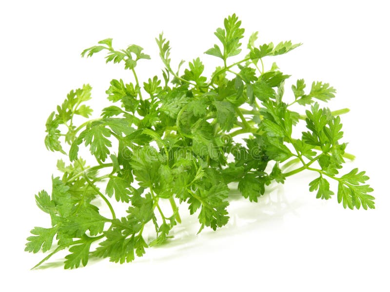 Chervil on White Background - Isolated Stock Photo - Image of young ...