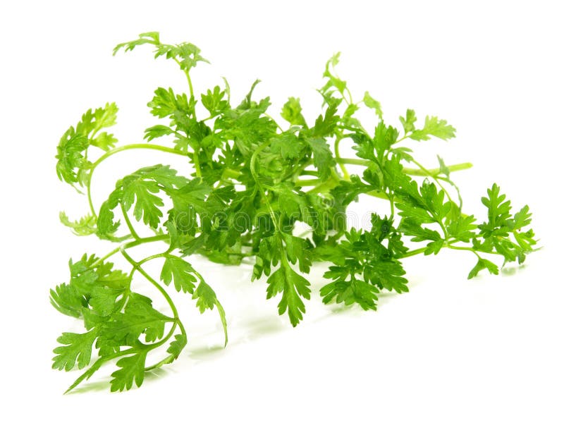 Chervil on White Background - Isolated Stock Image - Image of ...