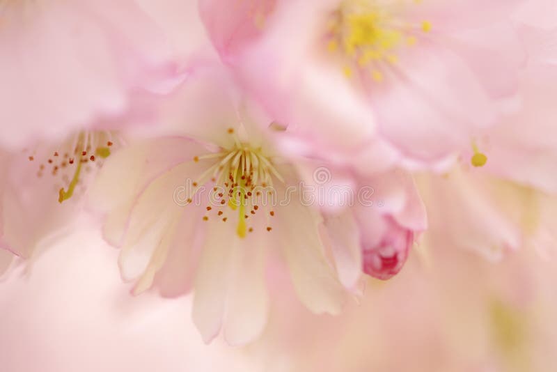 Chery Blossoms in SPring stock photo. Image of macro - 77381348