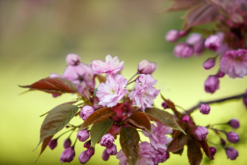 Chery Blossoms in SPring stock photo. Image of blossom - 77381406