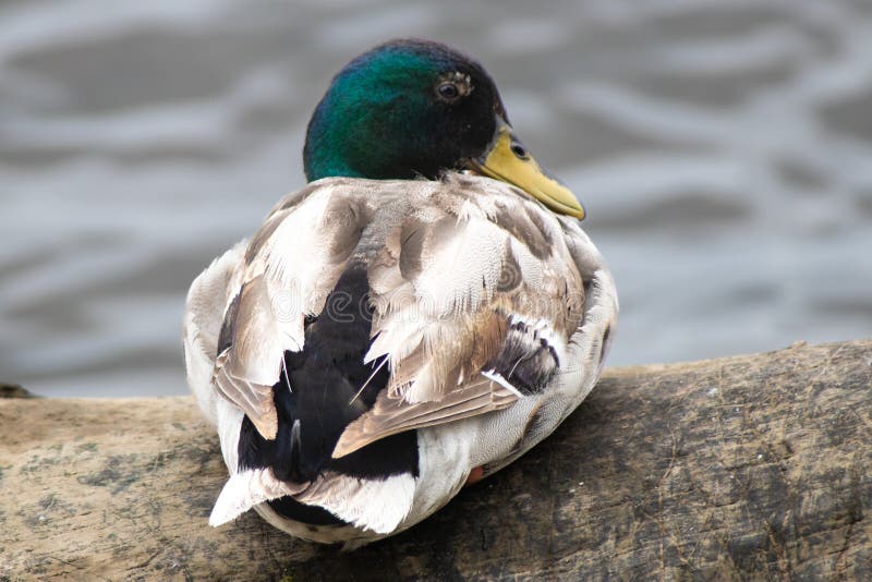 Resting mallard duck stock photo. Image of wing, wildlife - 251904712