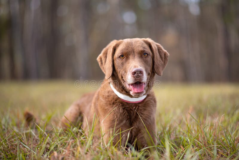 Chesapeake Bay Retriever. Dog Chesapeake Bay Retriever in the Field ...