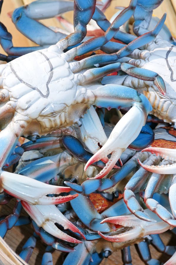 Chesapeake Blue Crab stock photo. Image of marine, macro - 15081130