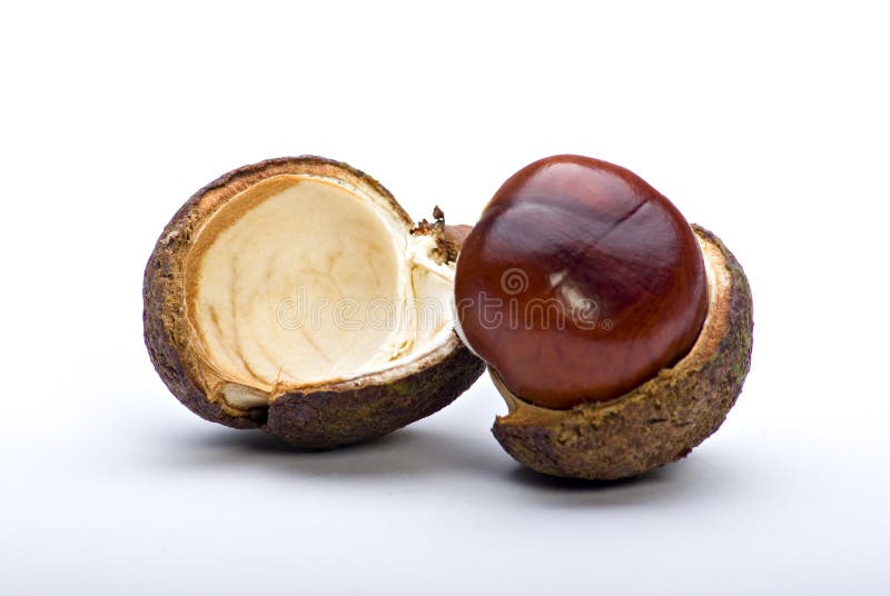 Chesnut 02 imagen de archivo. Imagen de estacional, tuerca - 28238641