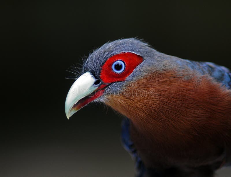 Chesnutbreasted Stock Photos - Free & Royalty-Free Stock Photos from ...