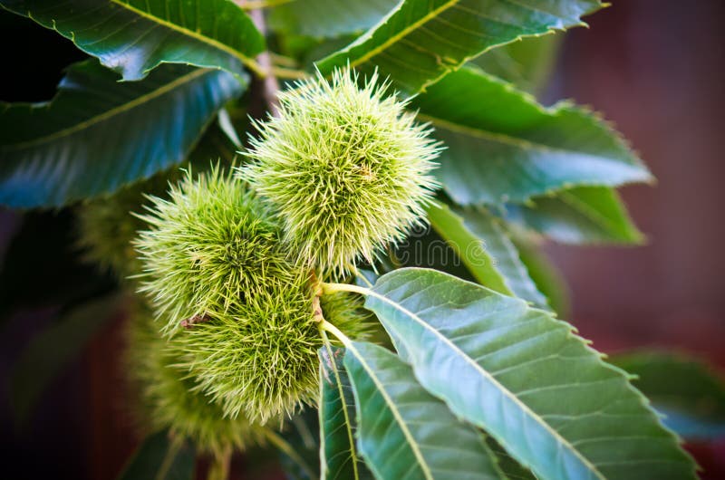 Chesnut stock image. Image of botany, urchin, chesnuttree - 31824279