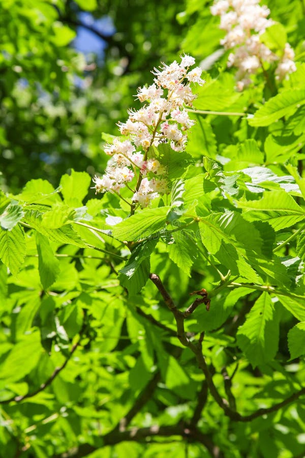 Chesnut flower stock photo. Image of blossom, lush, growth - 43278560