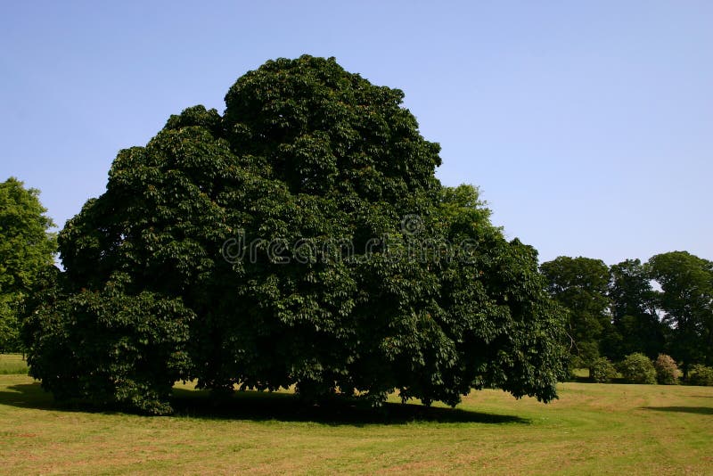 Chesnut Tree stock photo. Image of green, panoramic, pastoral - 843706