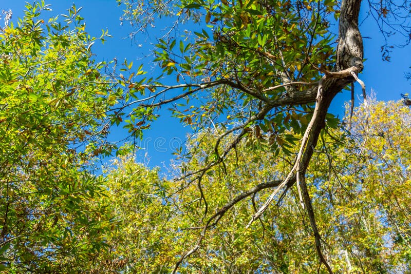 Chesnut Tree in Autumn on Blue Sky Background Stock Photo - Image of ...