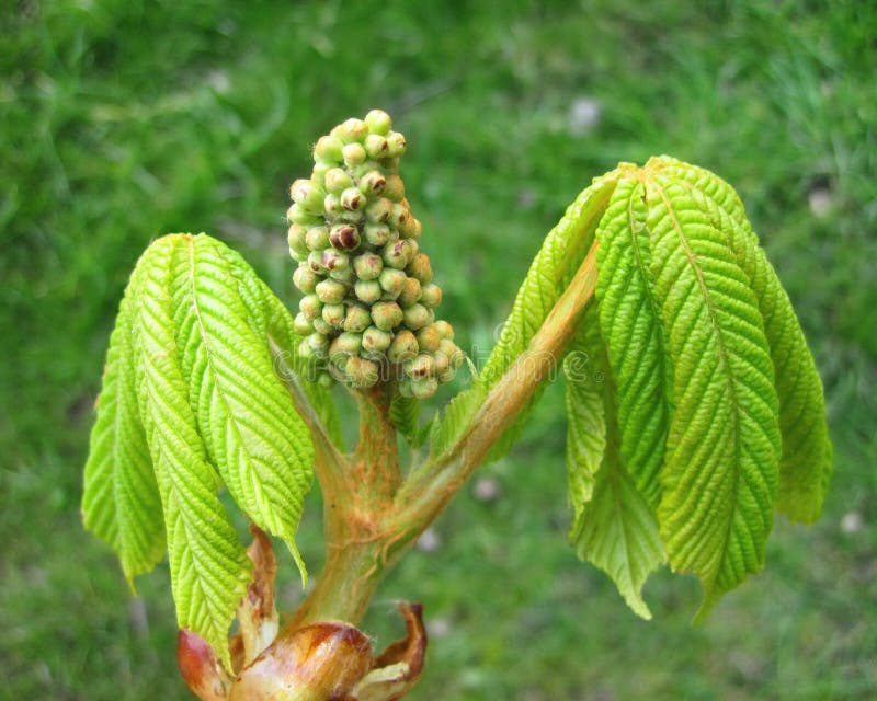 Chesnut Tree. Autumn. Fall Scene Stock Photo - Image of fall, brown ...