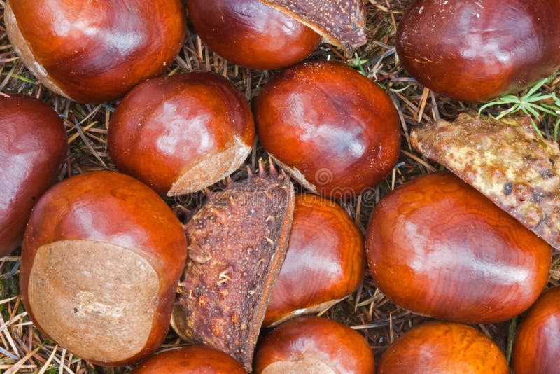 Chesnuts stock photo. Image of tree, chestnut, nuts, chesnuts - 16541102