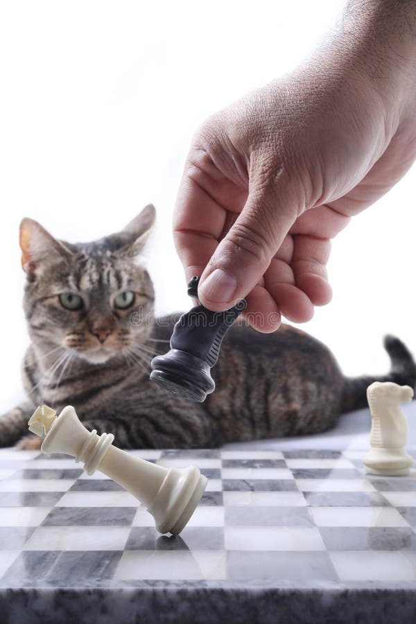 Chess game with cat stock image. Image of crazy, black - 341816235