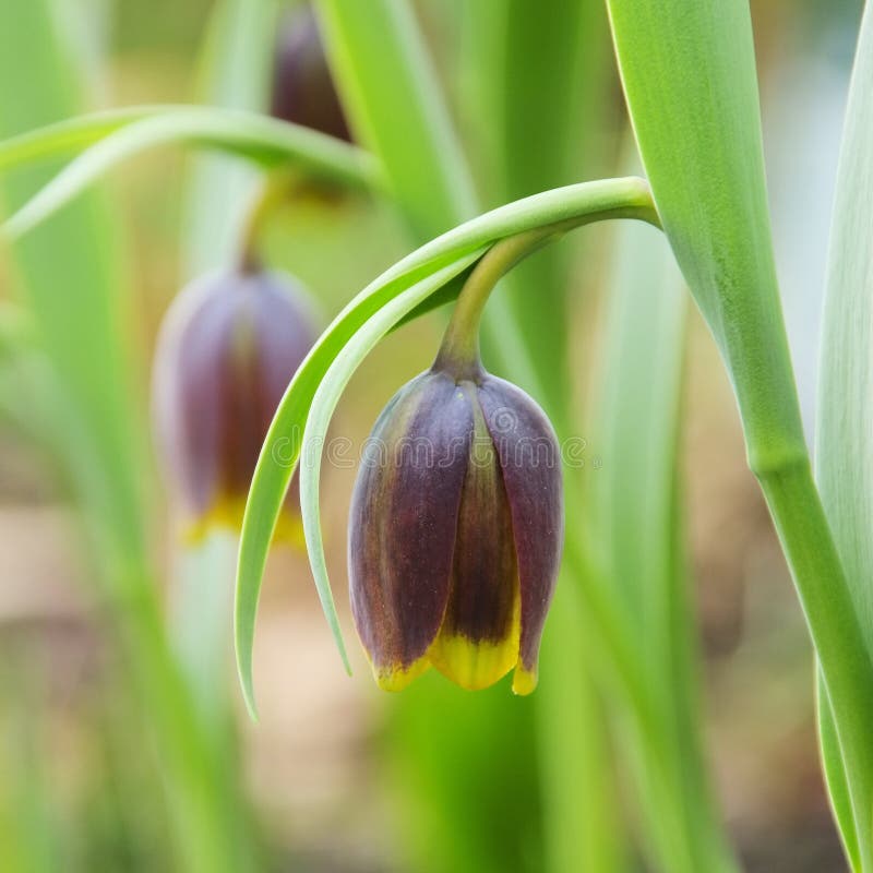 Chess flower in the fire. stock photo. Image of danger - 115021822