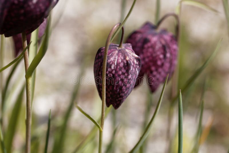 Chess Flower Fritillaria Meleagris Stock Photo - Image of blossom, lily ...