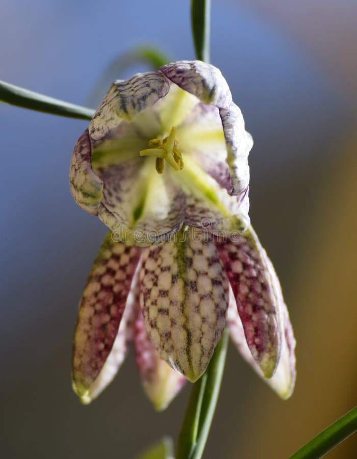 A Chess Flower Lets You See Deeply Stock Image - Image of perennial ...
