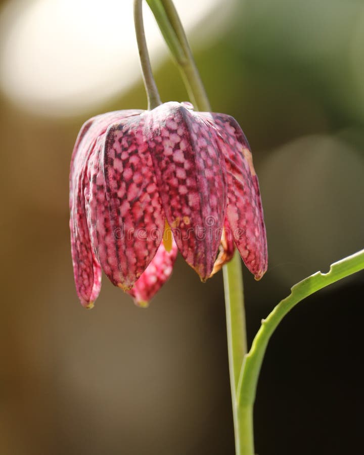 Chess flower stock photo. Image of spring, nature, rose - 115317370
