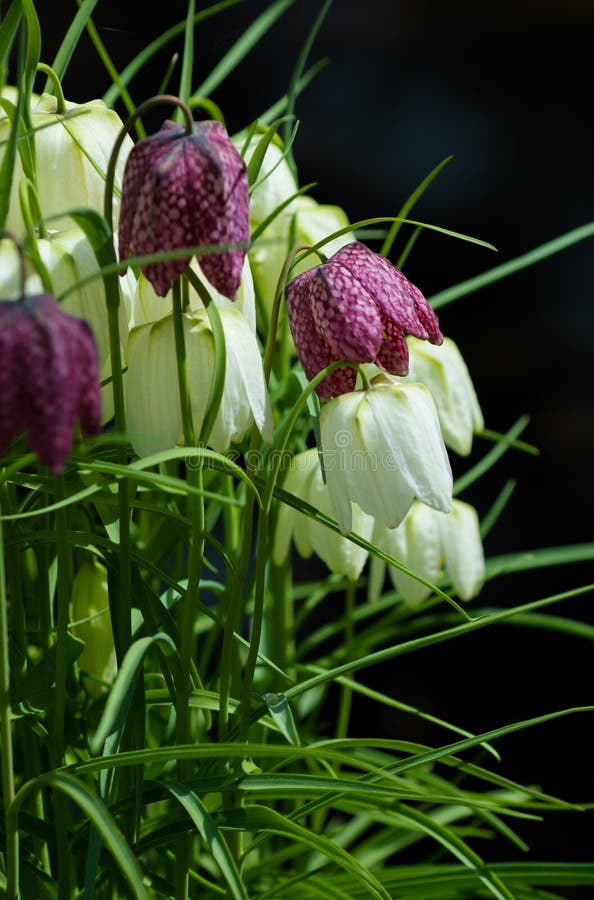Chess Flowers stock photo. Image of meleagris, bloom - 53325360