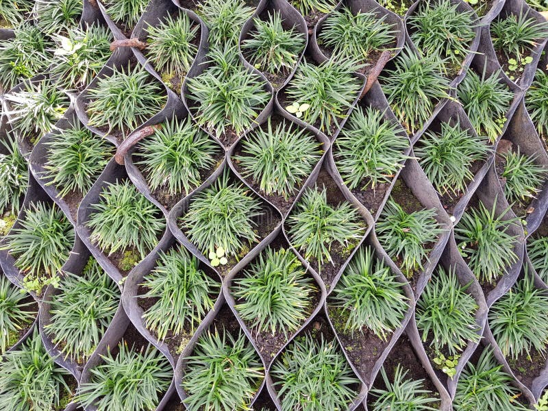 163 Chess Texture Grass Stock Photos - Free & Royalty-Free Stock Photos ...