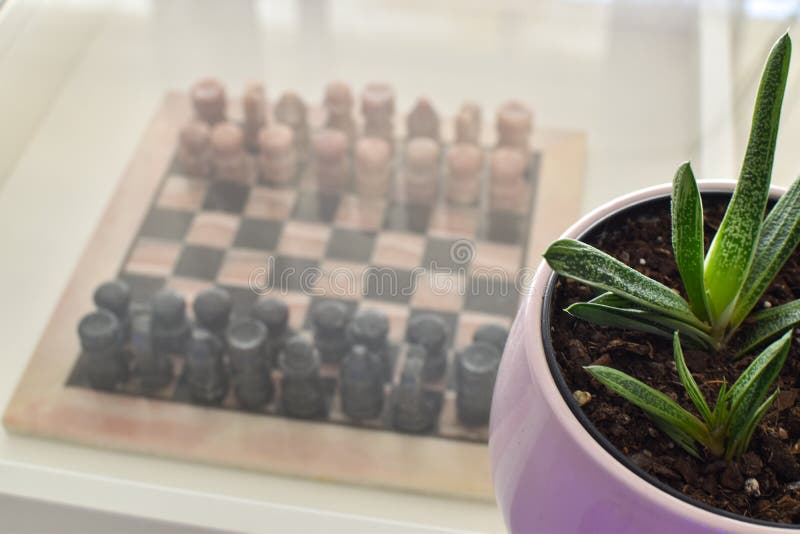 Chess Table and Decorative Plant Stock Image - Image of table, success ...